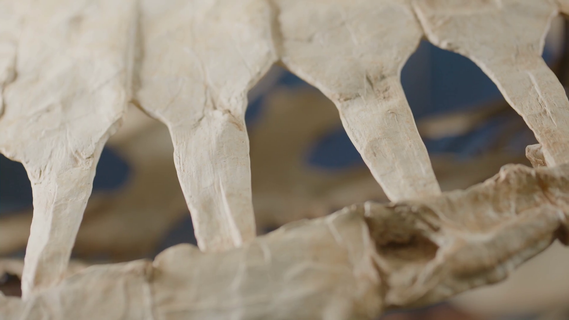 Prehistoric Turtle Skeleton On Display Rack Stock Footage SBV-348753785 ...