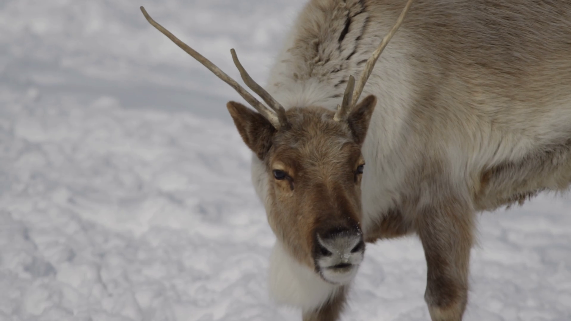 Reindeer Side Profile Close Up Snow Stock Footage SBV-322093613 ...