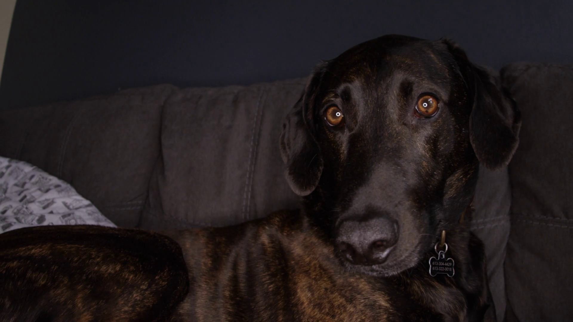 Sad Hound Dog On Couch In House Stock Footage SBV-347718079 - Storyblocks