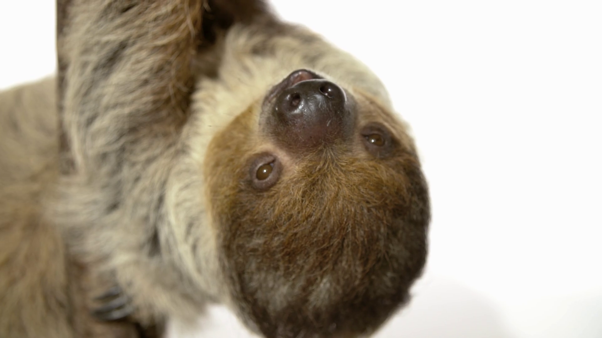 Sloth On White Background Eating In Slow Stock Footage SBV-347454882 ...