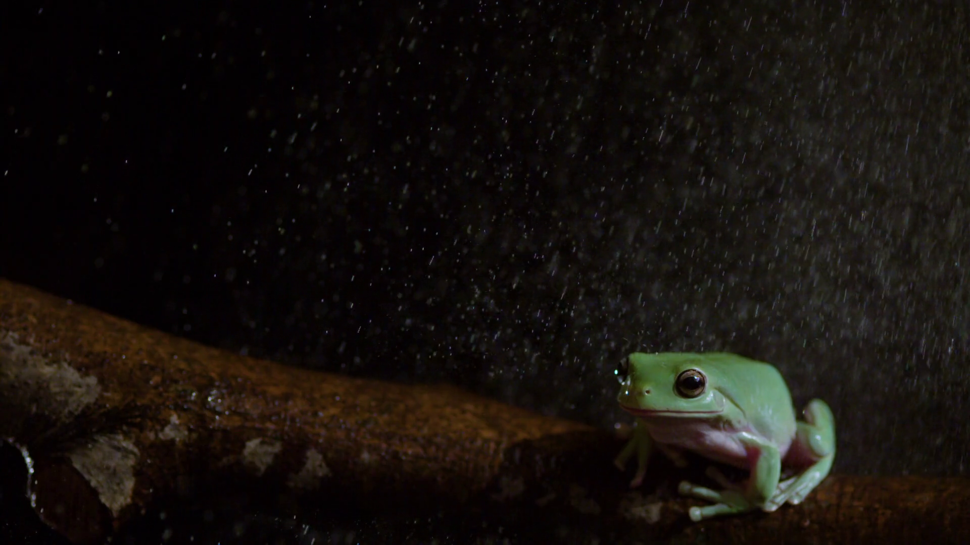 Slow Motion Frog Jumping In Rain Stock Footage SBV-347452282 - Storyblocks