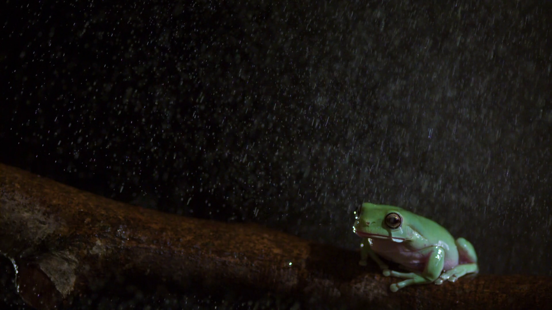 Slow Motion Frog Wiping Eye In Rain Stock Footage SBV-347452280 ...