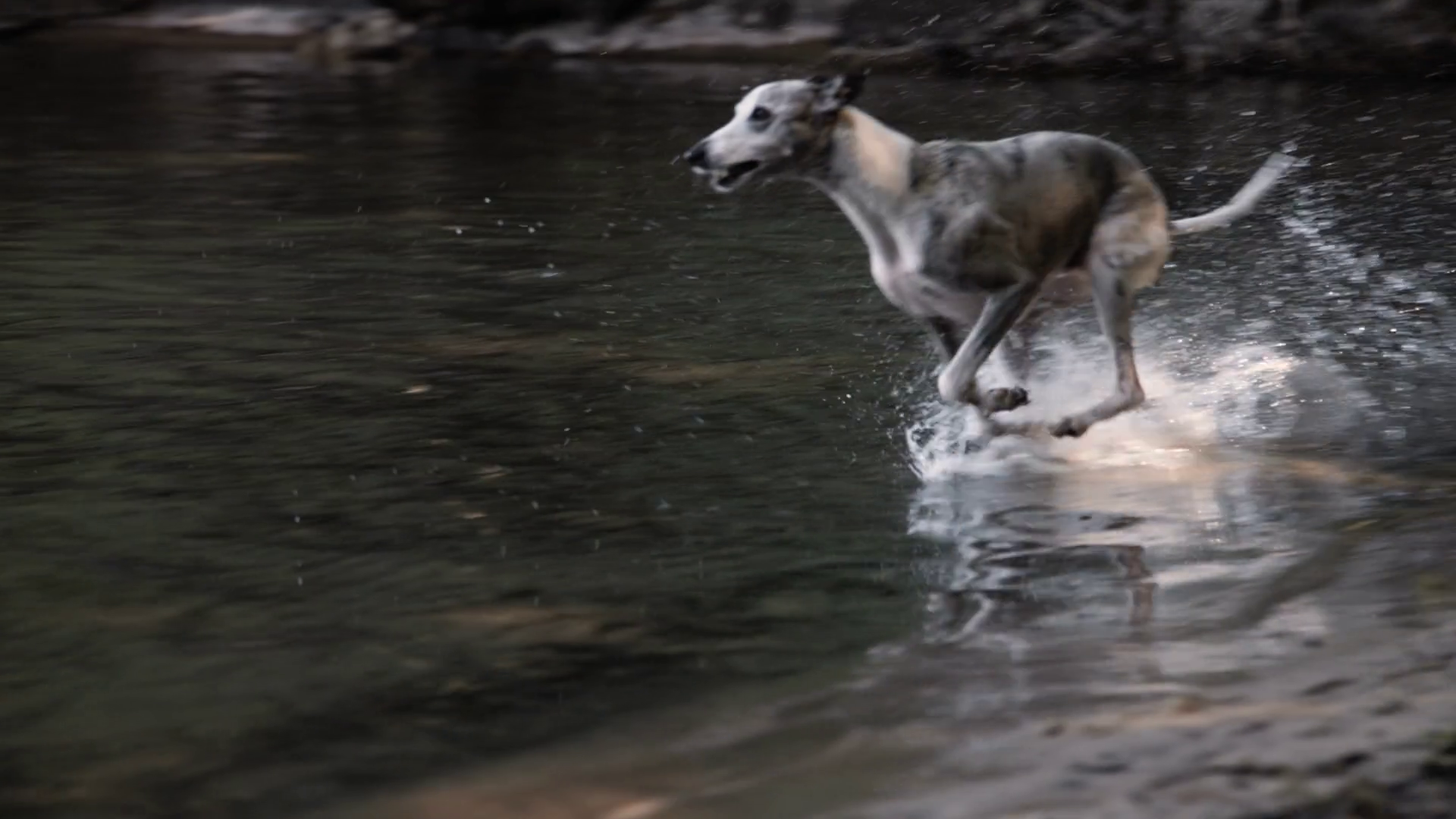 Slow Motion Whippet Running Into Water Slow Stock Footage SBV-347747539 ...