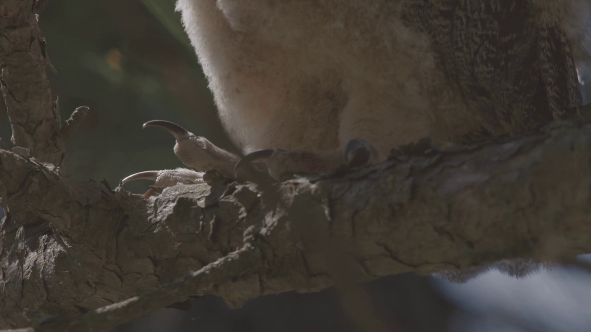 Tilt From Great Horned Owl Talons To Face 1 Stock Footage SBV-347004112 ...