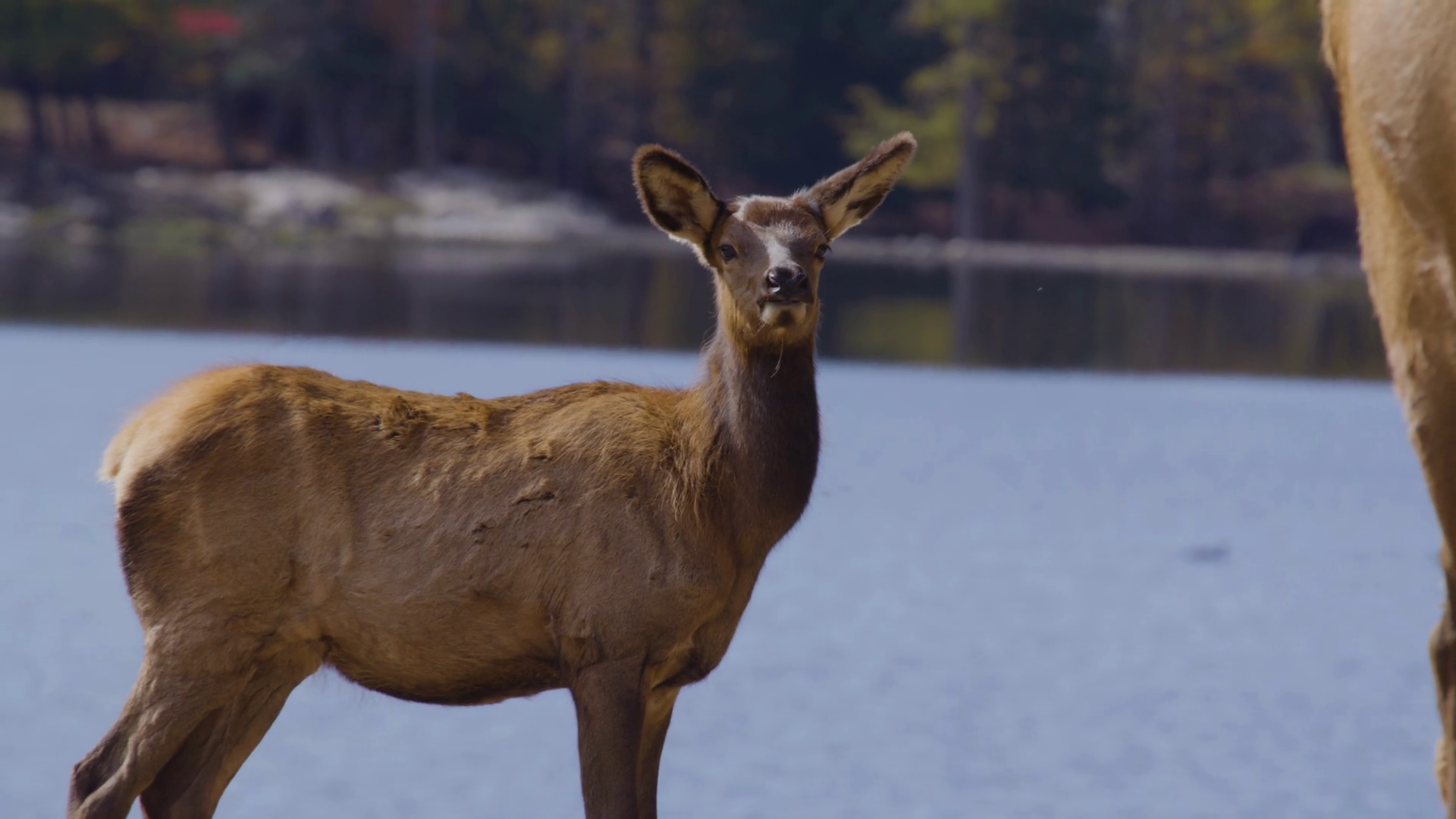 Wapiti Elk Mother Baby 1 Stock Footage SBV-351867967 - Storyblocks