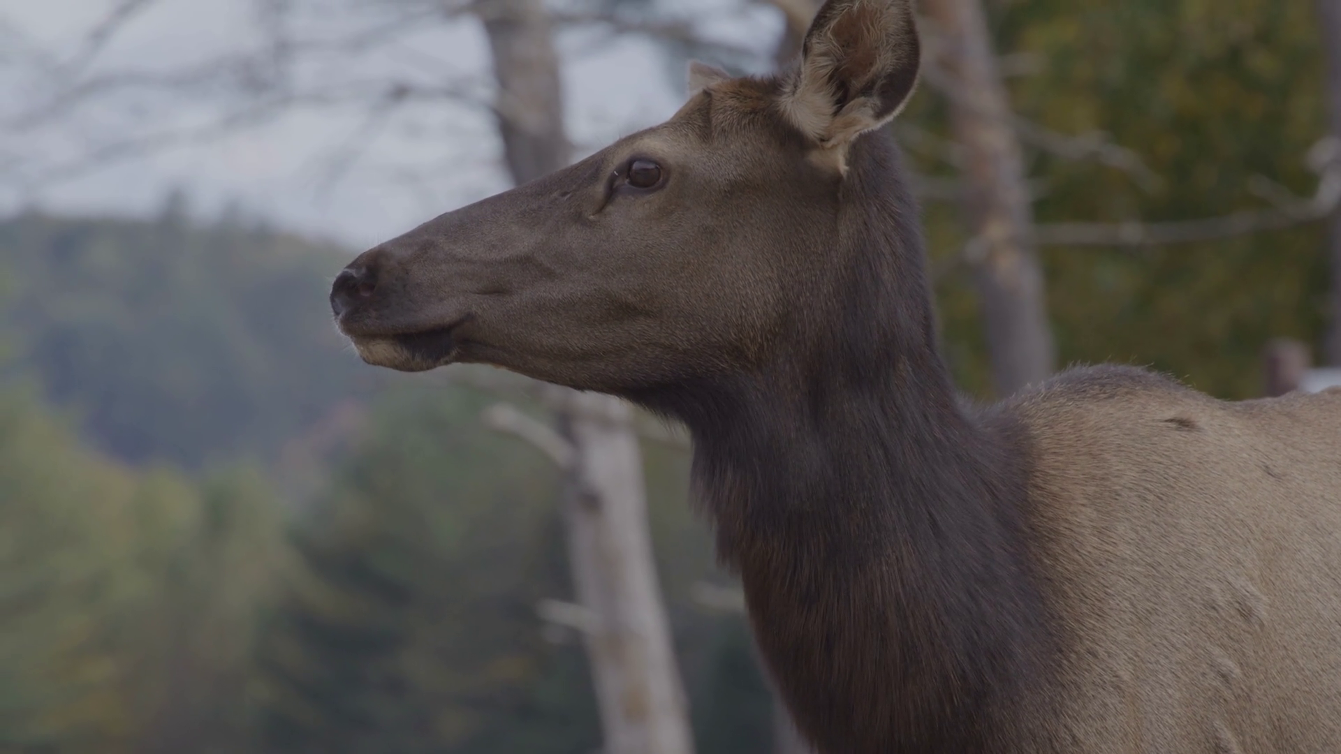 Wapiti Female Close Up Look Down To Hoofs Stock Footage SBV-351868008 ...