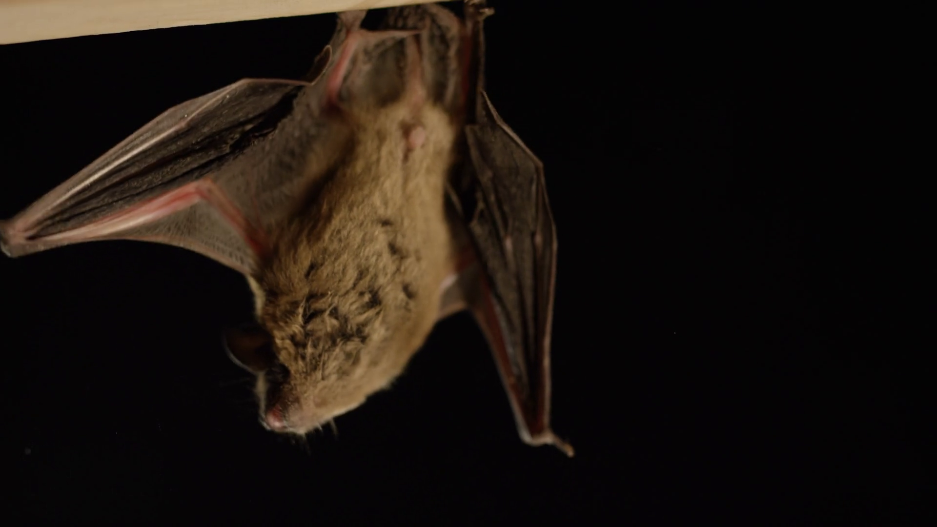 Wildlife Documentary Big Brown Bat Dangling Stock Footage SBV-348790468 ...