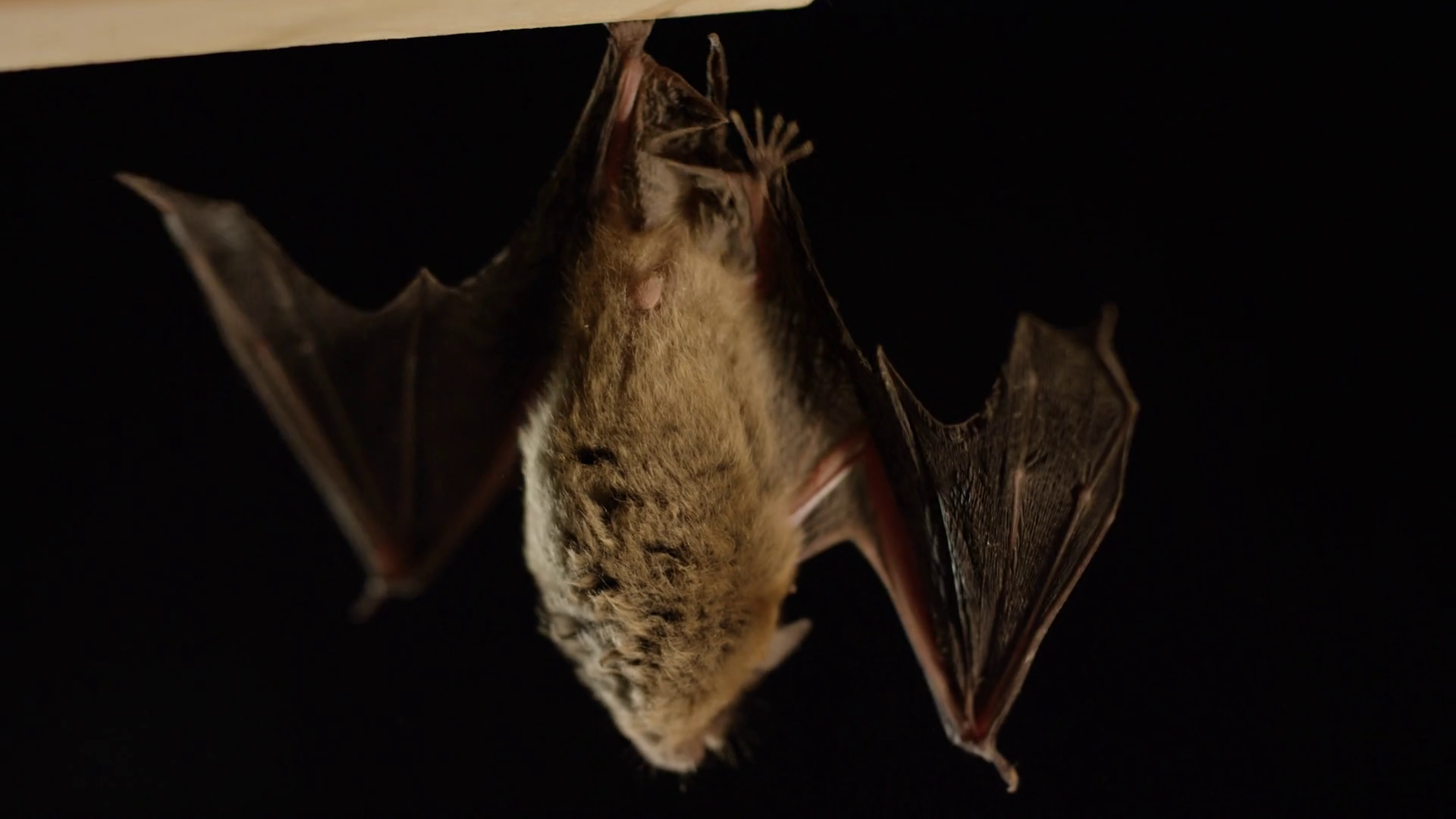Wildlife Documentary Big Brown Bat Flapping Stock Footage SBV-348790469 ...