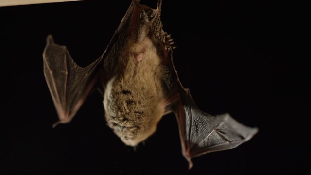 Bat Transition Stock Footage: Royalty-Free Video Clips - Storyblocks