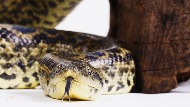 Python Language Stock Footage: Royalty-Free Video Clips - Storyblocks