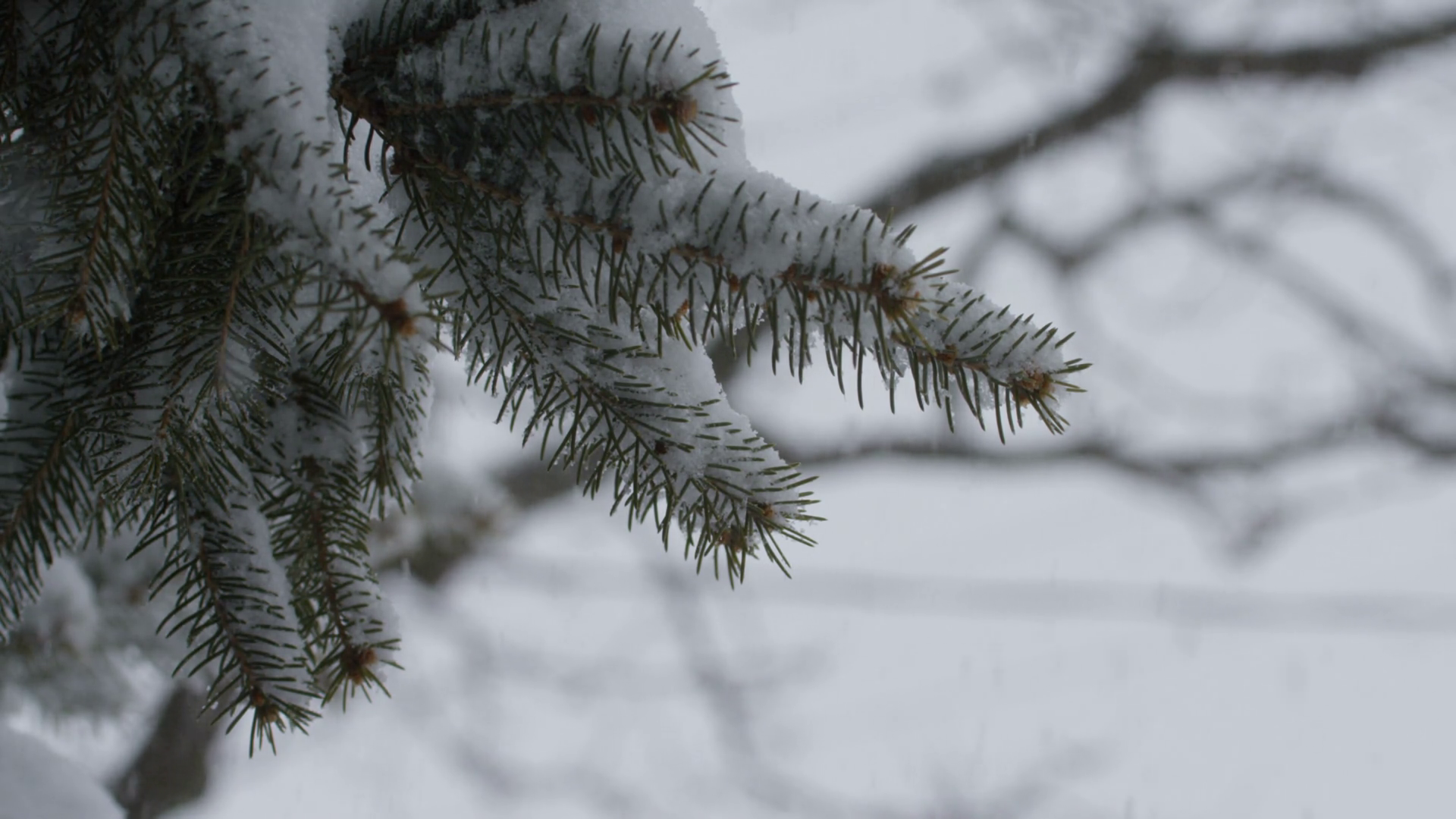 Winter Snow Storm Close Up Weather Disaster Stock Footage SBV-352196737 ...