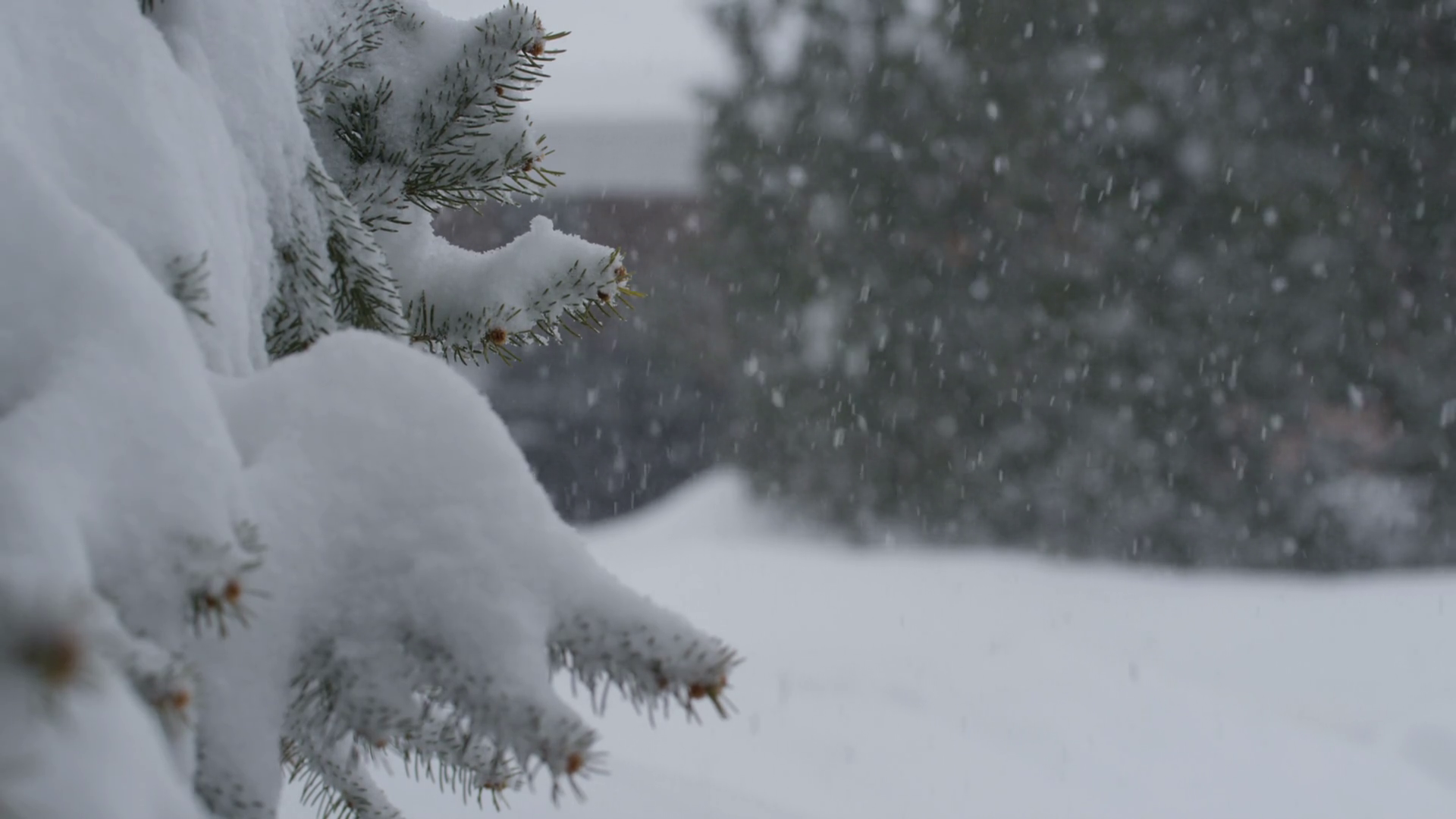 Winter Snow Storm Close Up Weather Disaster Stock Footage SBV-352196760 ...