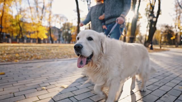 Dog Walking Stock Footage: Royalty-Free Video Clips - Storyblocks