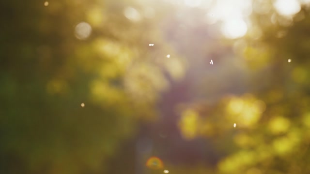 Pollen Stock Footage: Royalty-Free Video Clips - Storyblocks