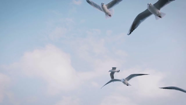 Seagulls Footage Stock Footage: Royalty-Free Video Clips - Storyblocks