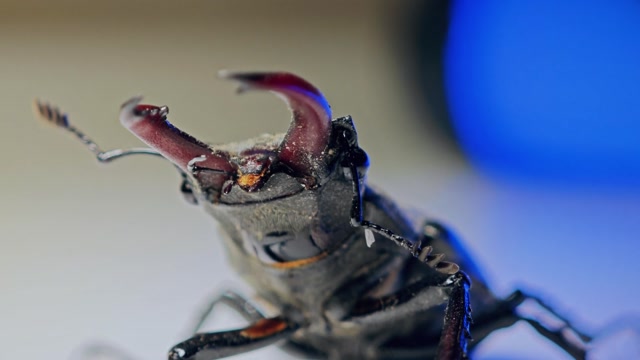 Scary Bug Stock Footage: Royalty-Free Video Clips - Storyblocks