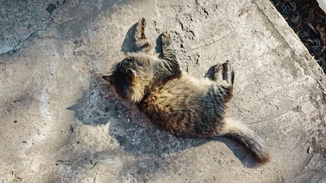 Scratch Ground Stock Footage: Royalty-Free Video Clips - Storyblocks