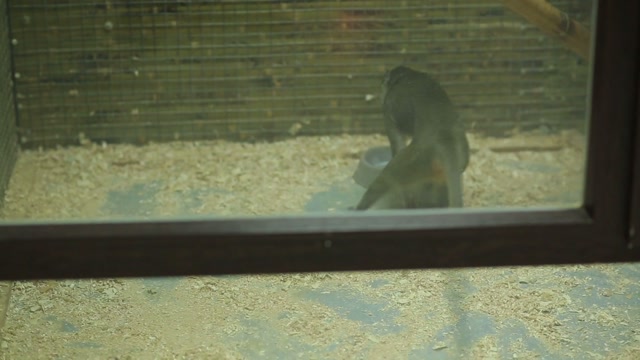 Monkey To Human Stock Footage: Royalty-Free Video Clips - Storyblocks