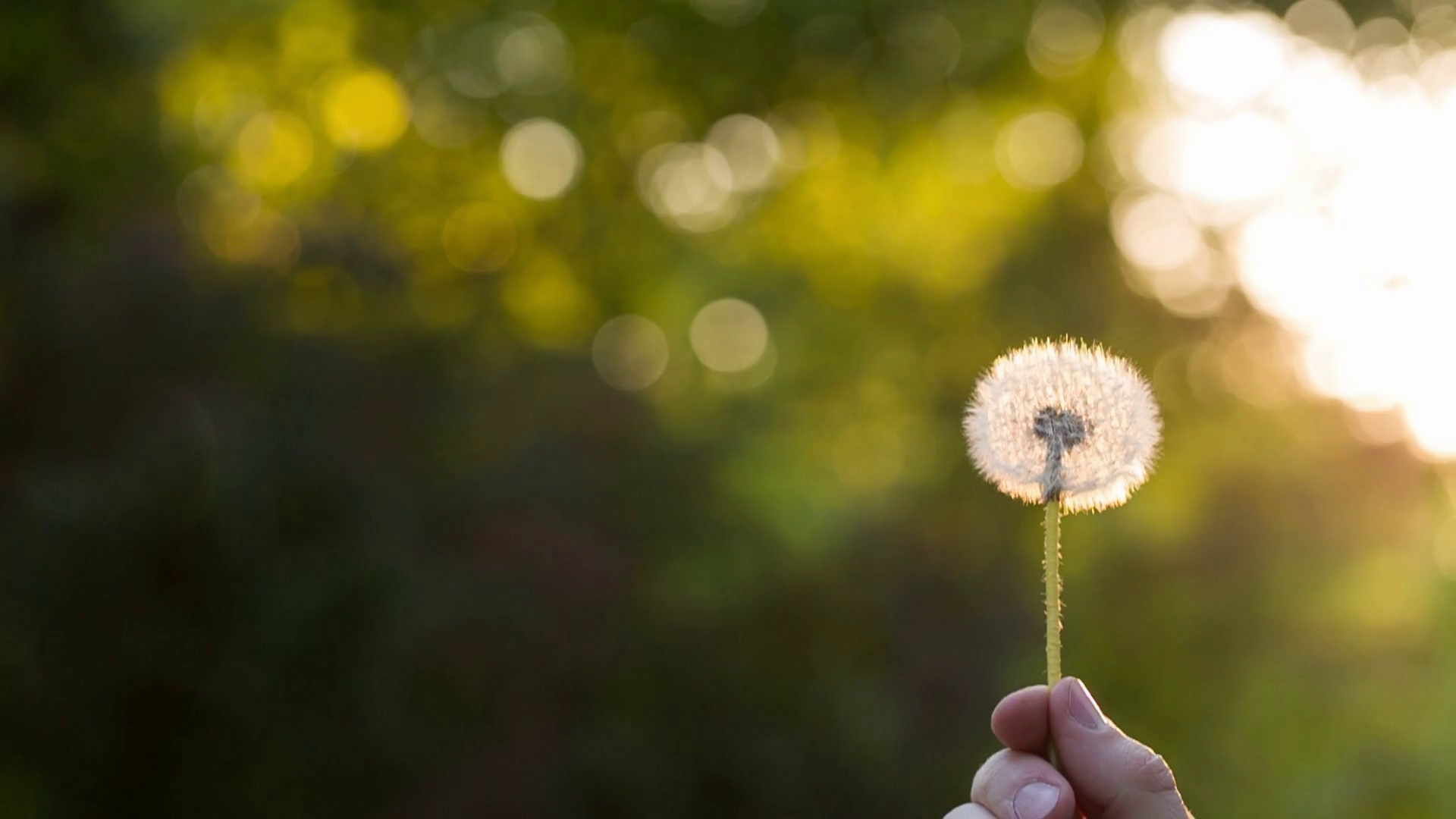Blowing On Dandelion Stock Footage SBV-307039834 - Storyblocks