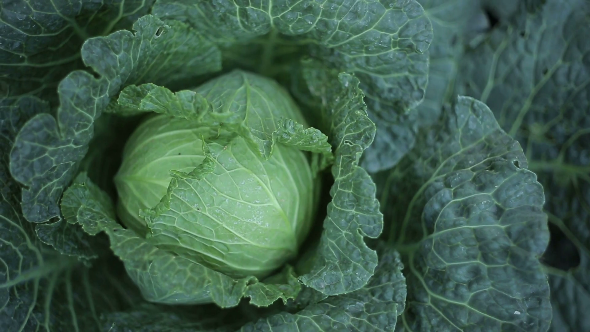 Cabbage In Garden Stock Footage SBV-307082073 - Storyblocks