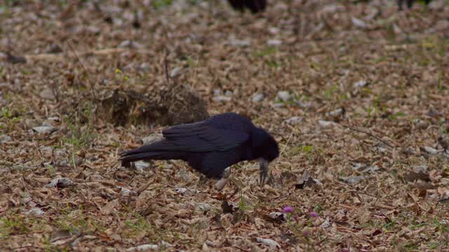 Crow Feet Stock Footage: Royalty-Free Video Clips - Storyblocks