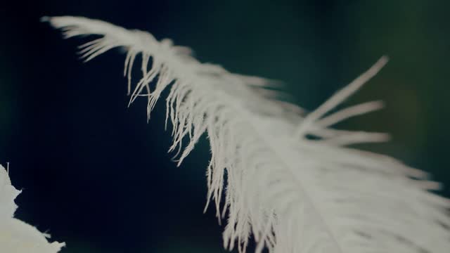 Feather | Animals stock footage - Storyblocks