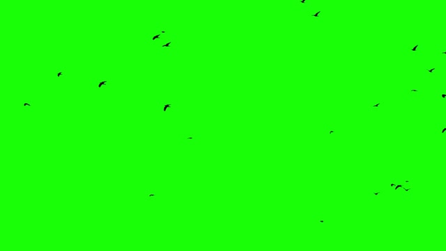 Fly Green Screen Stock Footage: Royalty-Free Video Clips - Storyblocks