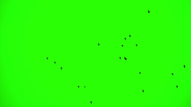 People Green Screen Background Stock Footage: Royalty-Free Video Clips ...