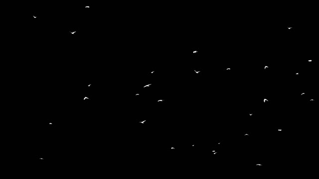 Bird Alpha Stock Footage: Royalty-Free Video Clips - Storyblocks