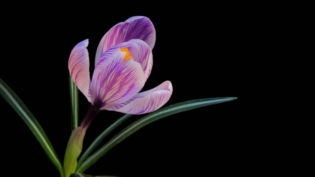 Flower Bloom Time Lapse Stock Footage: Royalty-Free Video Clips ...