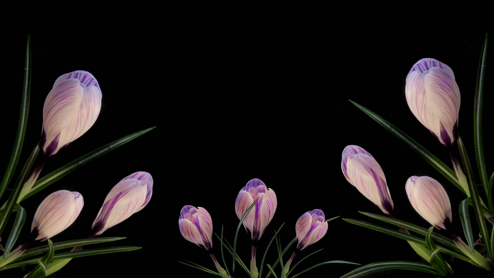 Frame From Blooming Flowers Timelapse Stock Footage SBV-306062425 ...