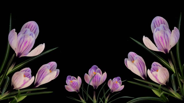 Flowers Come Back To Life Stock Footage: Royalty-Free Video Clips ...