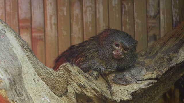 Pygmy Marmoset Stock Footage: Royalty-Free Video Clips - Storyblocks