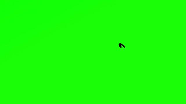 Raven Green Screen Stock Footage: Royalty-Free Video Clips - Storyblocks