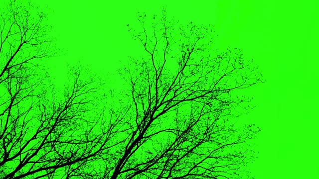 Greenscreen Tree Stock Footage: Royalty-Free Video Clips - Storyblocks