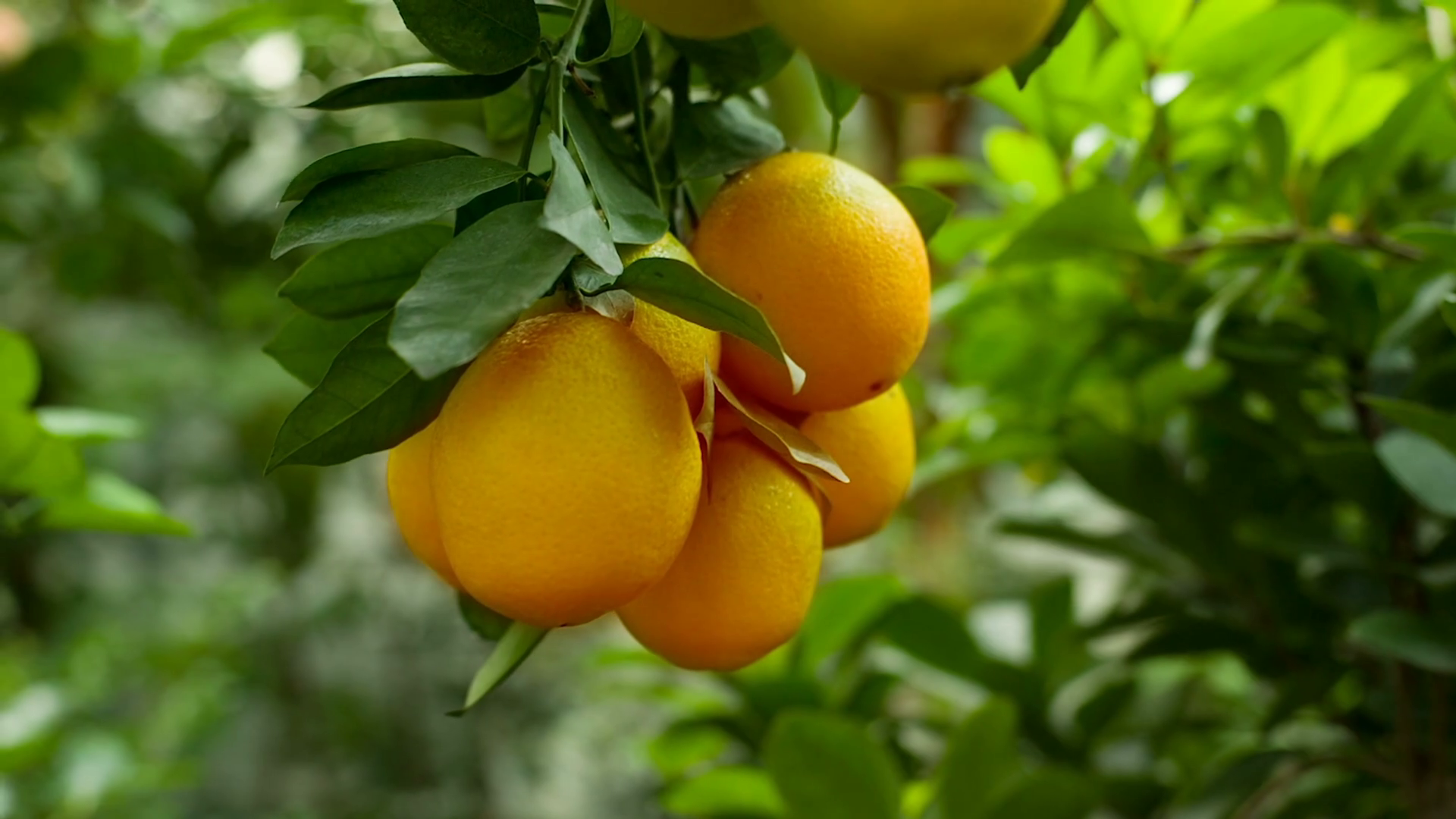 Ripe Oranges On Branch Stock Footage SBV-310991429 - Storyblocks