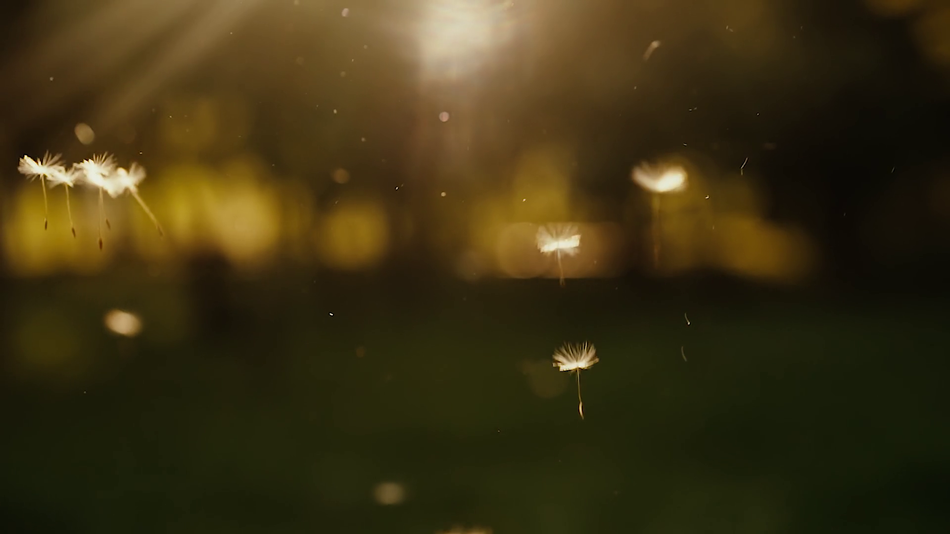 Dandelion seeds flying in the air Stock Video Footage 00:58 SBV ...