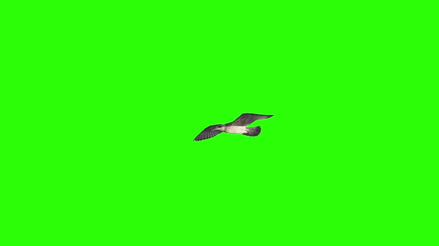 Bird Greenscreen Stock Video Clips & Footage - Storyblocks