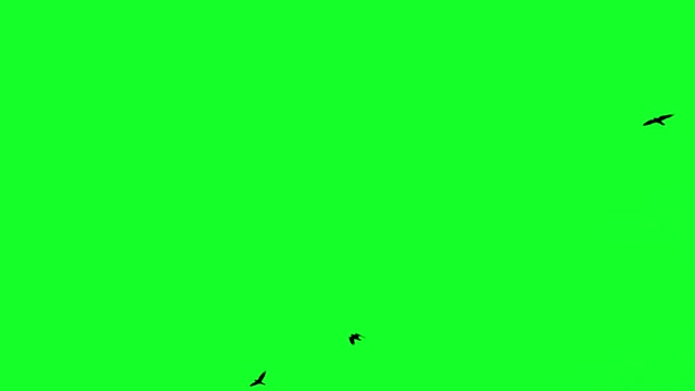 Fly Overlay Stock Footage: Royalty-Free Video Clips - Storyblocks