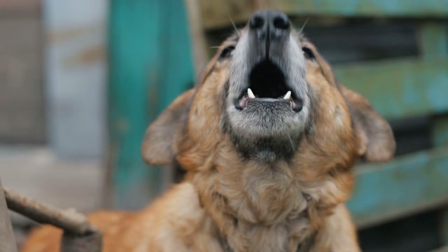 Angry Packing Stock Footage: Royalty-Free Video Clips - Storyblocks