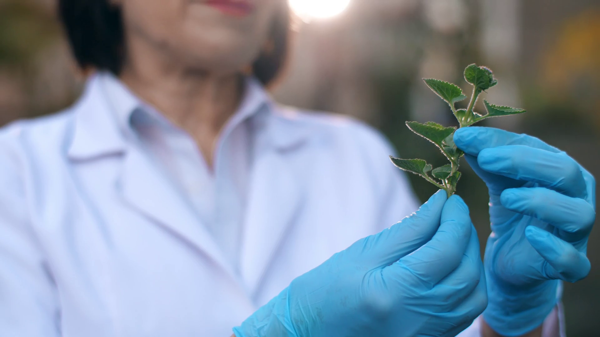 Biologist researching a plant Stock Video Footage 00:16 SBV-330728655 ...