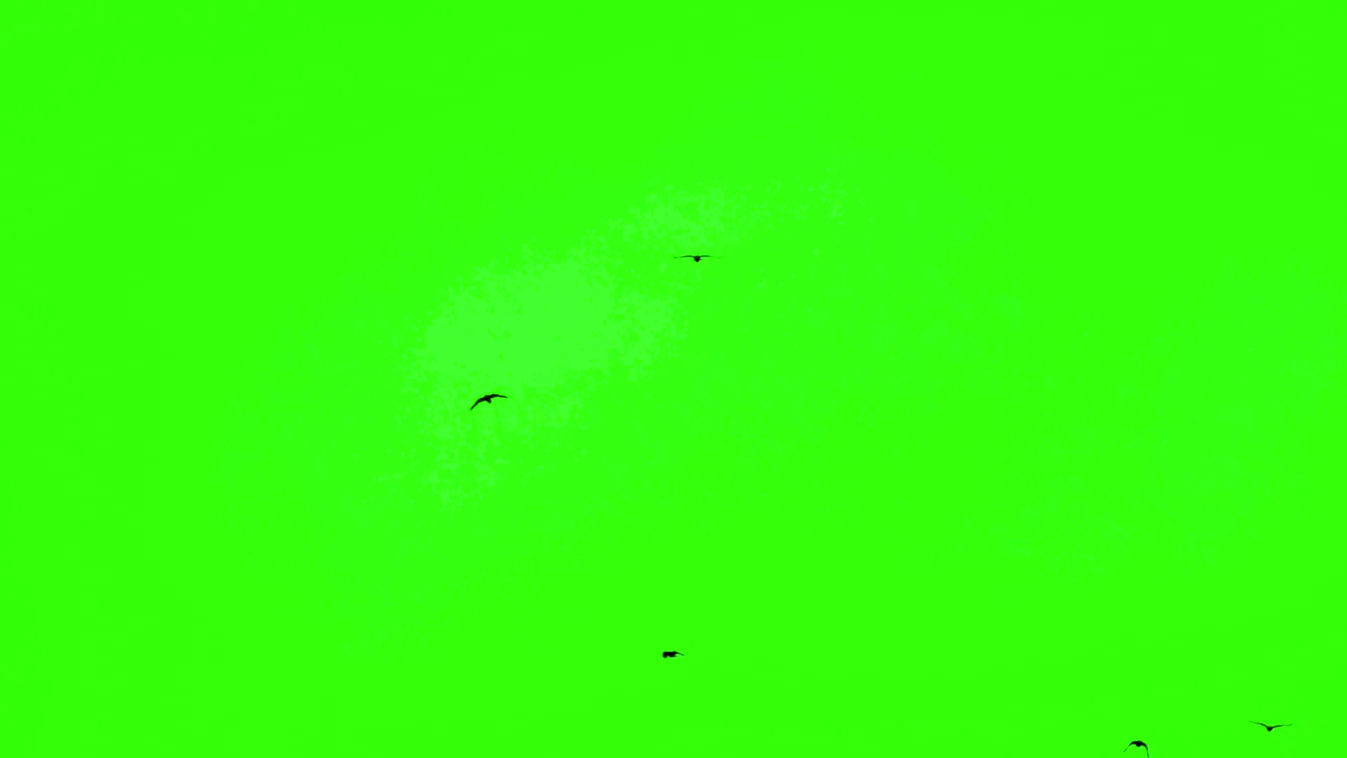 Birds In Sky On Green Screen Stock Footage SBV-339002838 - Storyblocks