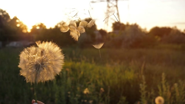 Weed In Wind Stock Footage: Royalty-Free Video Clips - Storyblocks