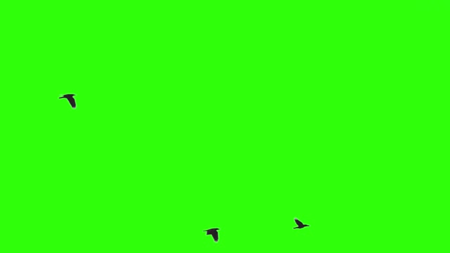 Crow Green Screen Stock Footage: Royalty-Free Video Clips - Storyblocks