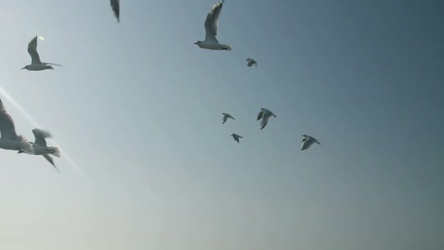 Animated Birds Flying Stock Footage: Royalty-Free Video Clips - Storyblocks
