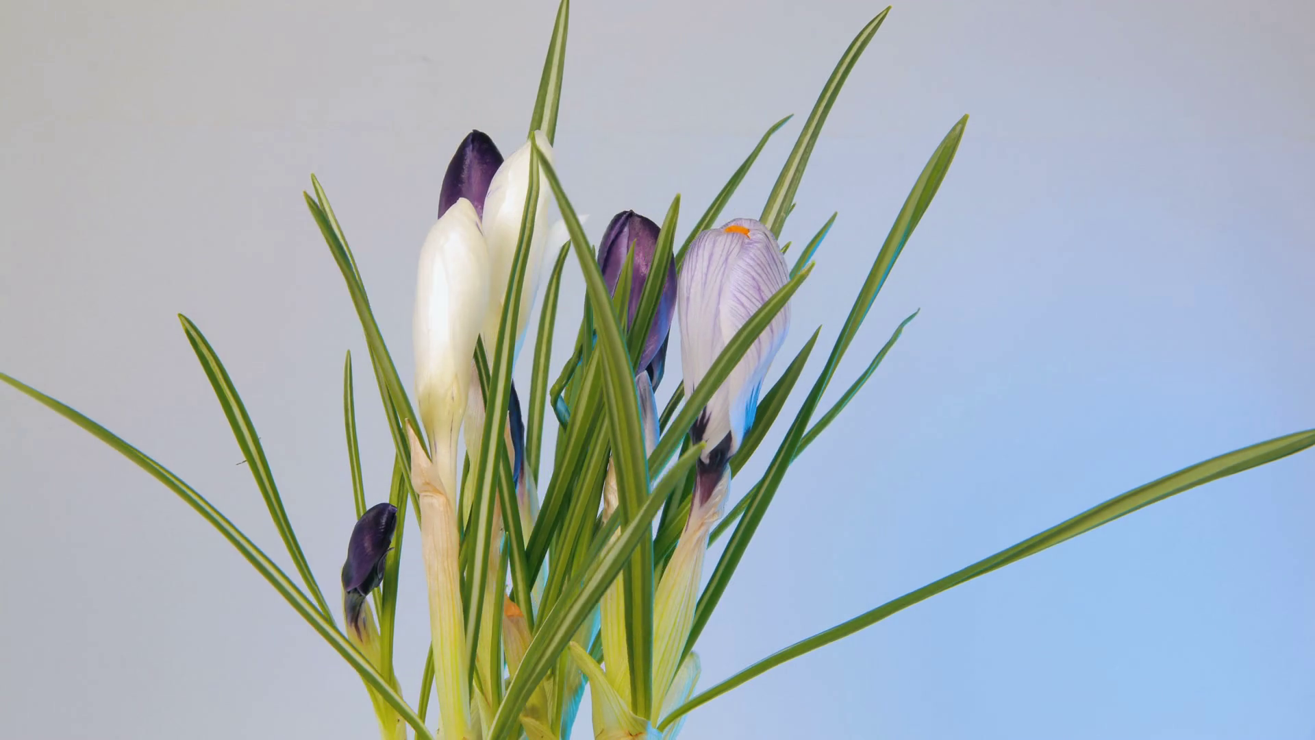 Flowers Blooming Timelapse Stock Video Footage 00:16 SBV-313026375 ...