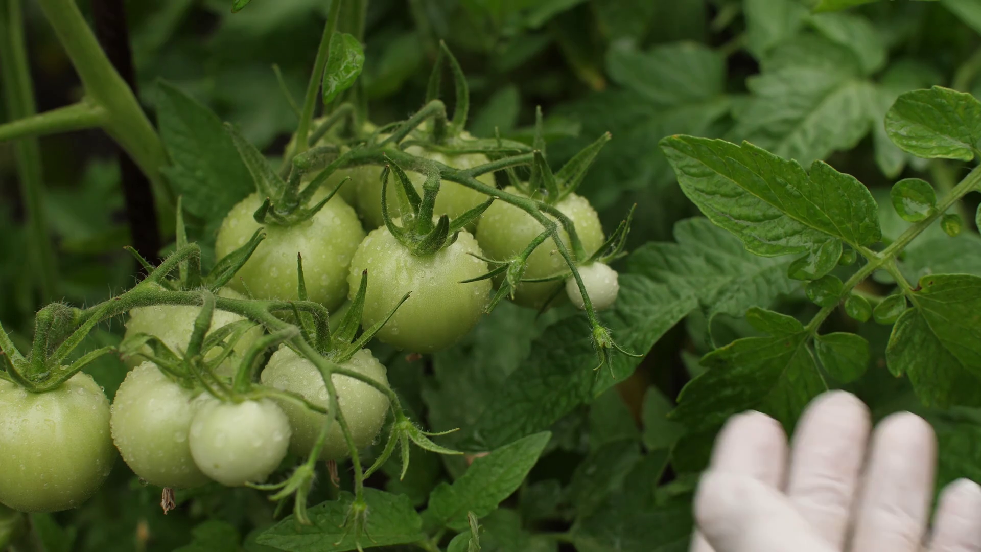 Gmo Concept Scientist Makes Injection Into Stock Footage SBV-338594879 ...