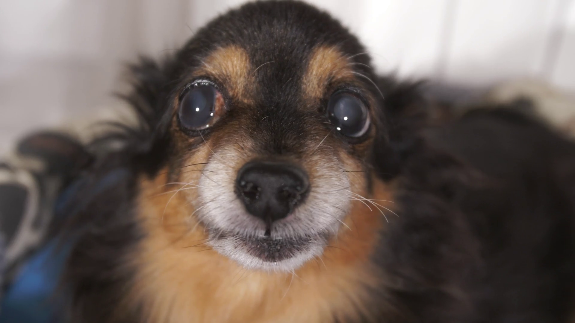 Smiling Small Dog Stock Footage SBV-330983155 - Storyblocks