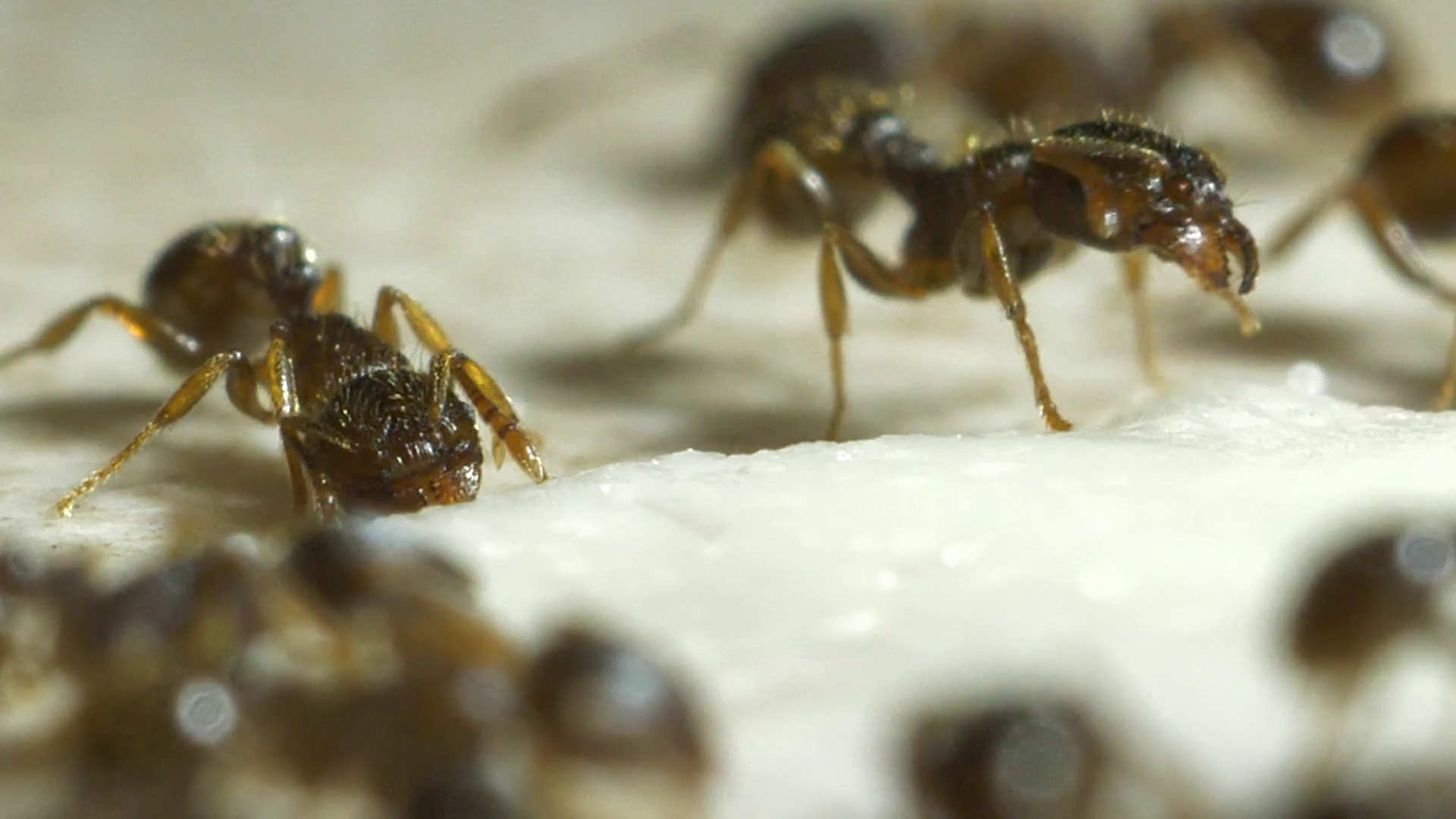 Group Of Ants On Kitchen Stock Footage SBV-325988451 - Storyblocks