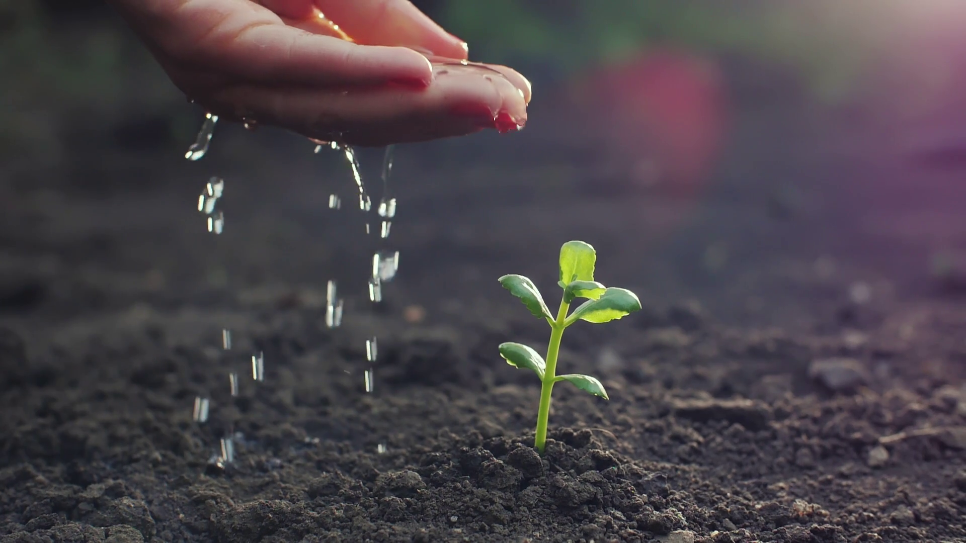 Watering Young Plant Stock Footage SBV-326610307 - Storyblocks